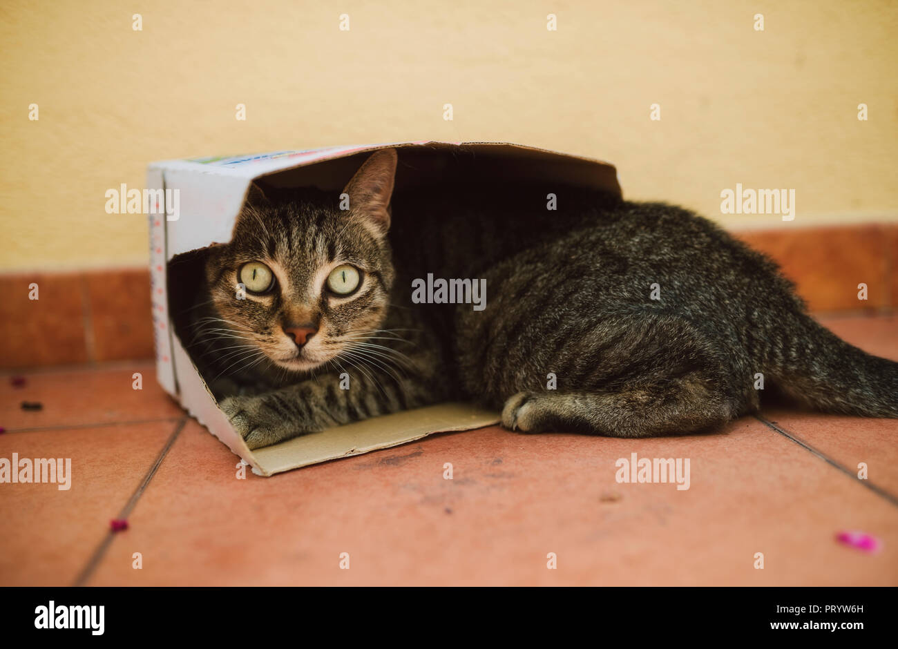 Cat cardboard box hi-res stock photography and images - Alamy