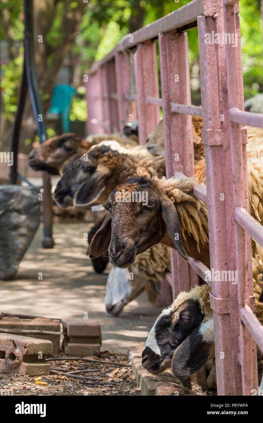 The sheeps are begging for food from the visitors in a private zoo ...