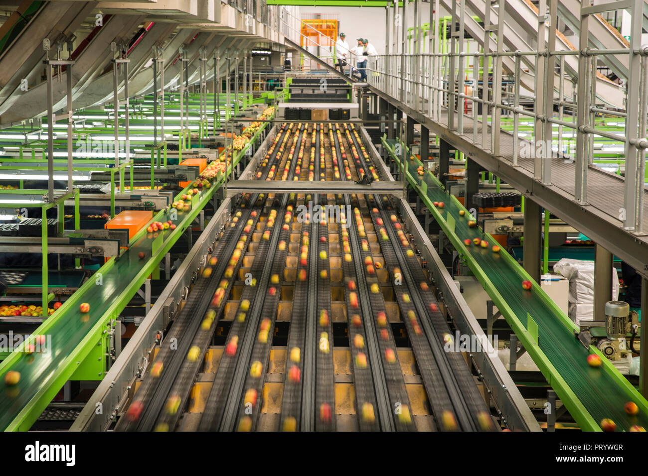 Apple factory, sorting machine Stock Photo - Alamy
