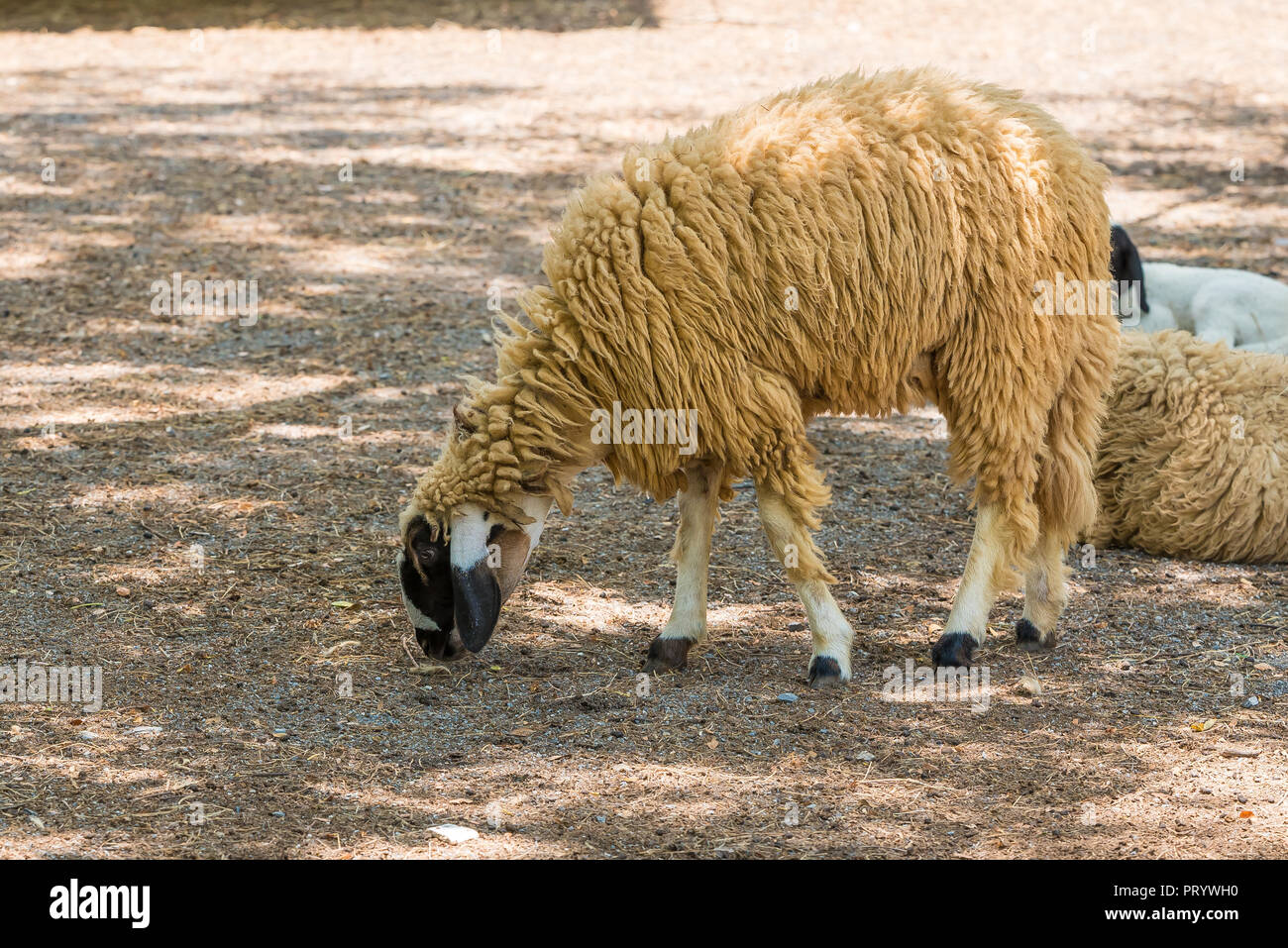 Sacrificial ground hi-res stock photography and images - Alamy