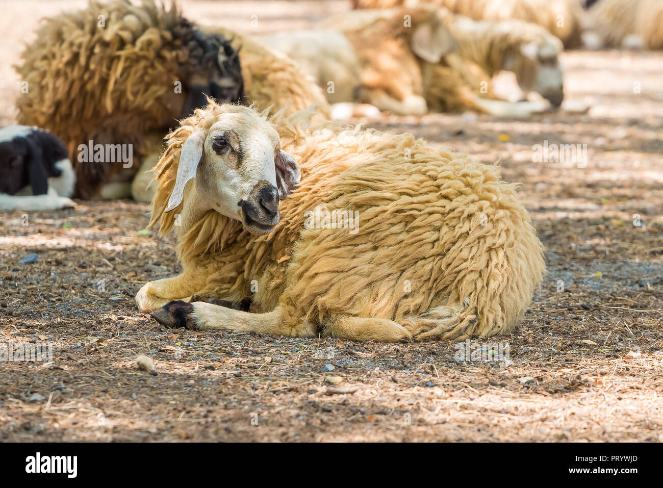The sheep is sitting on the ground in a zoo Stock Photo - Alamy