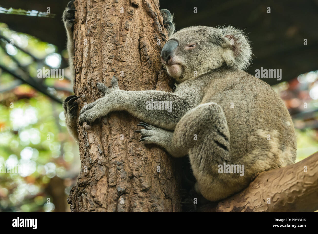 Koala is napping on the tree Stock Photo - Alamy