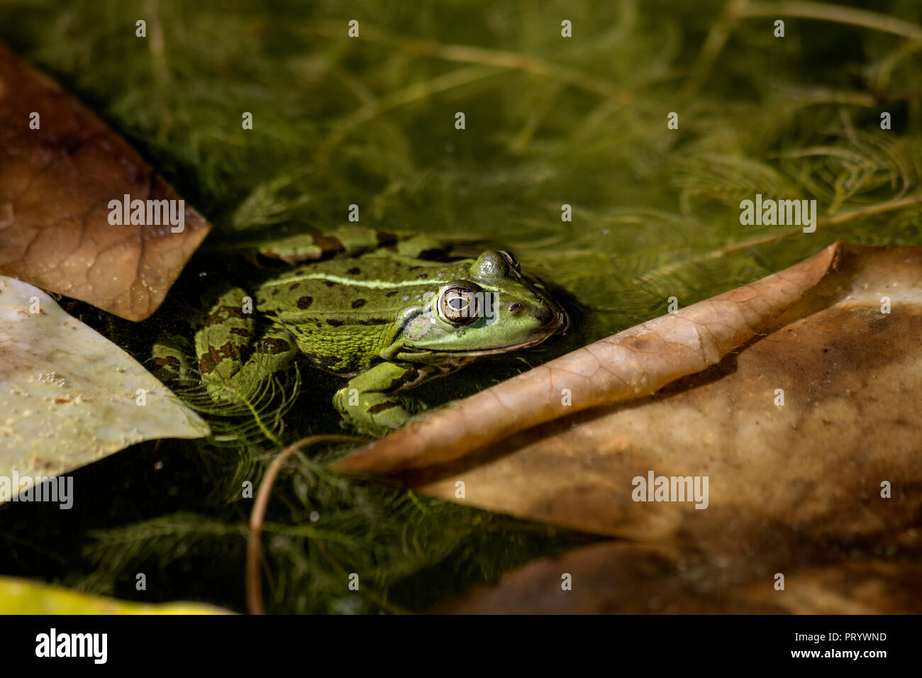 Pool frog in water Stock Photo - Alamy