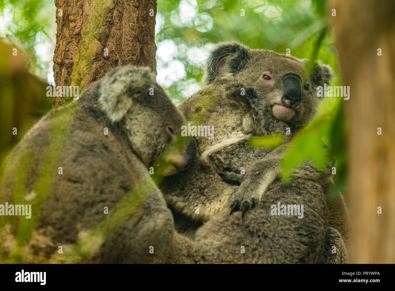 Mother Koala Carrying Baby Koala High Resolution Stock Photography and ...