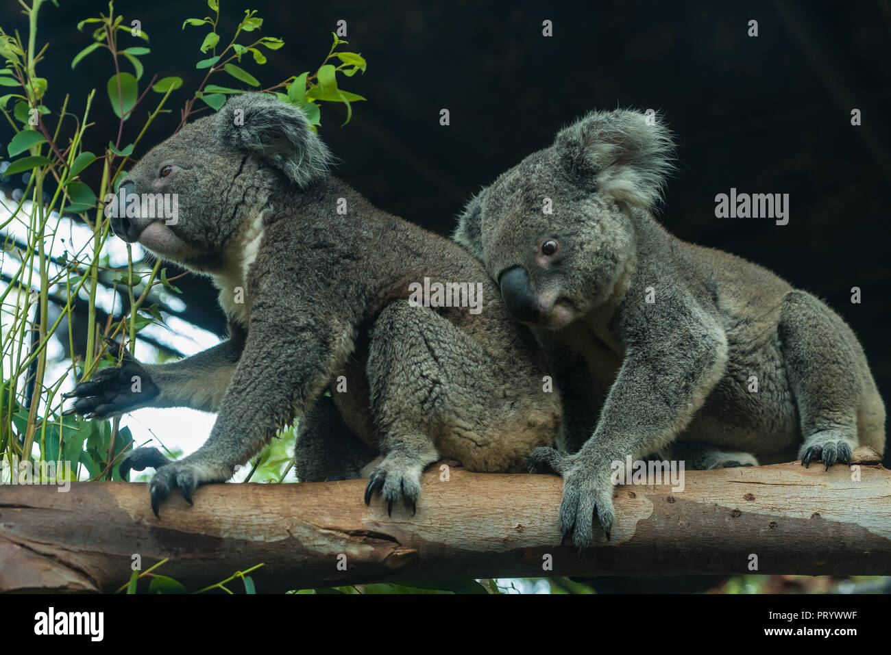 Two Koalas are playing with each other on the branch Stock Photo - Alamy