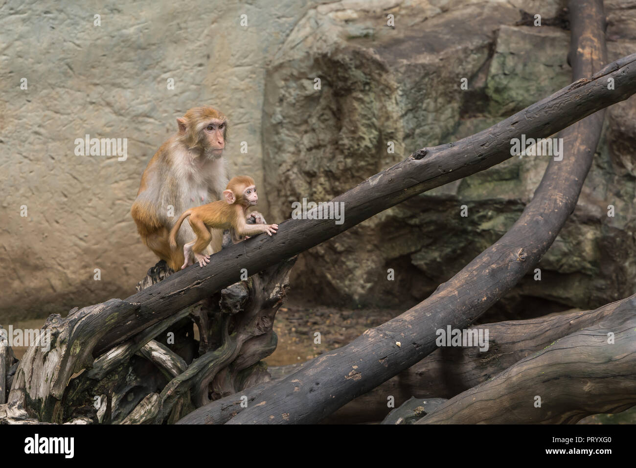 A female Rhesus macaque is watching her baby climbing the tree branch ...