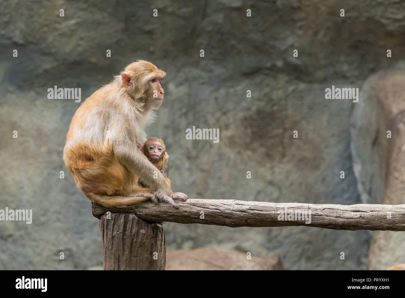 A female Rhesus macaque is holding her baby Stock Photo - Alamy