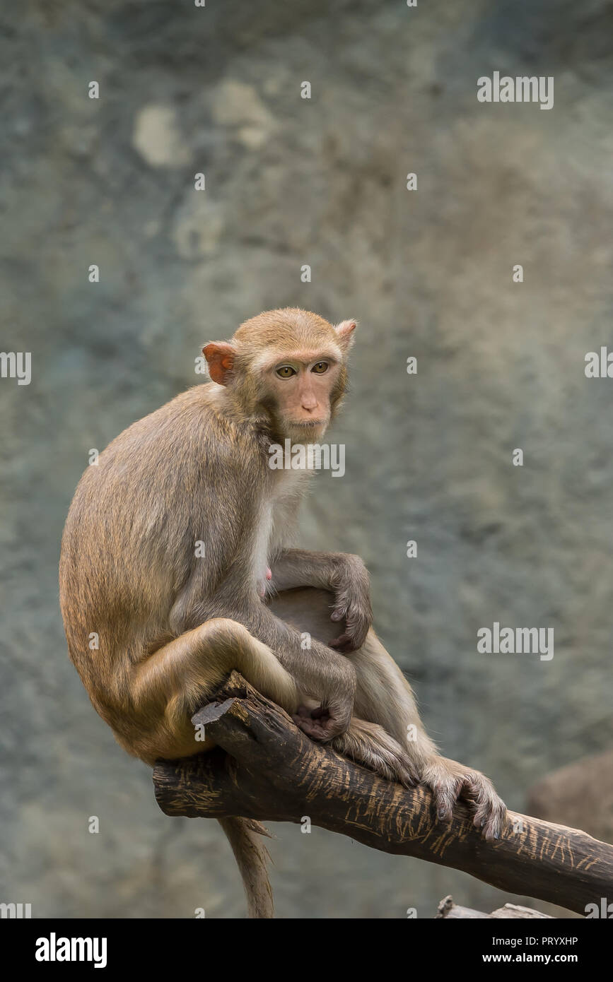 Female rhesus macaque hi-res stock photography and images - Alamy