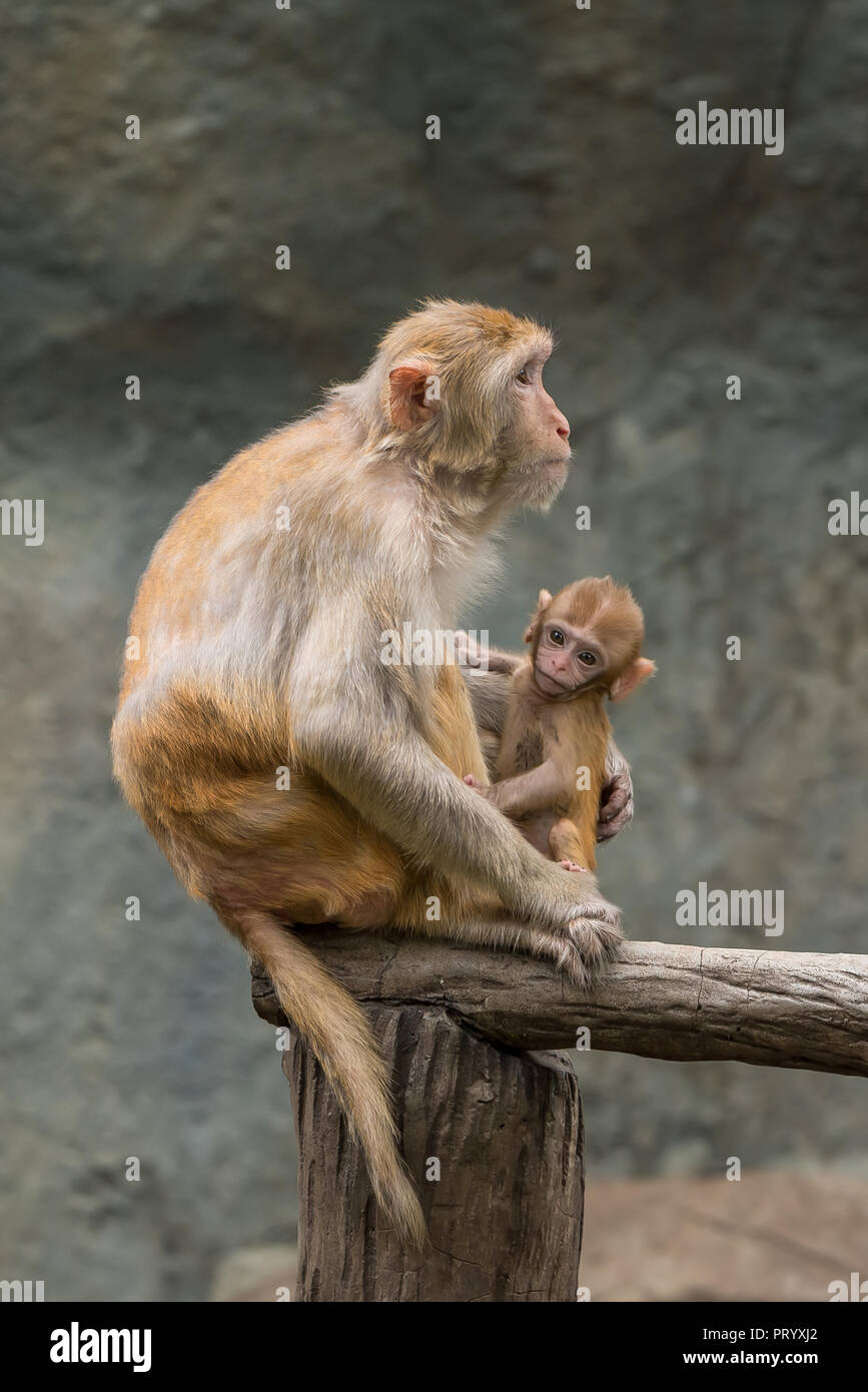 Female rhesus macaque hi-res stock photography and images - Alamy