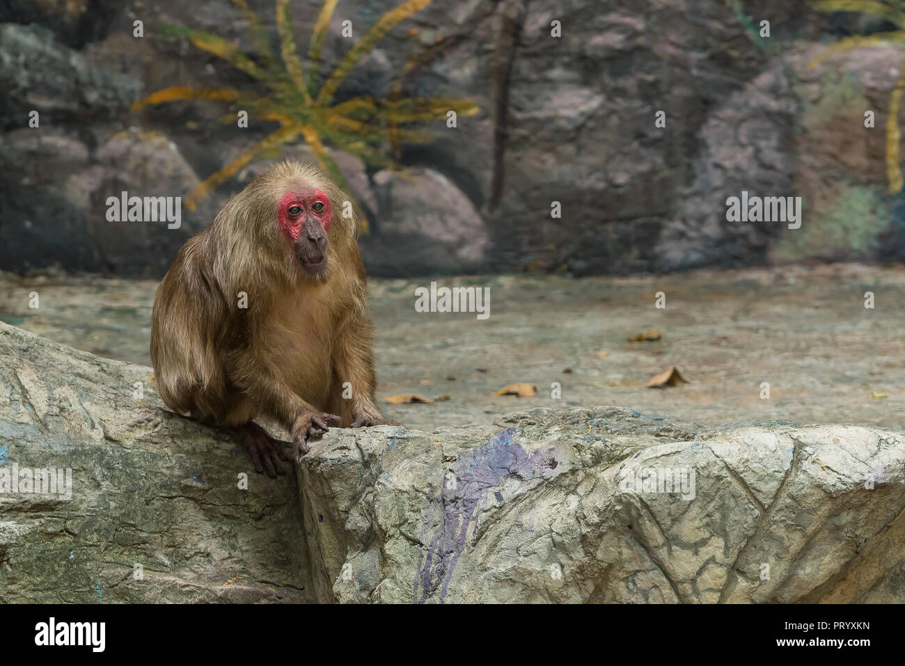 Stump tailed macaque hi-res stock photography and images - Alamy