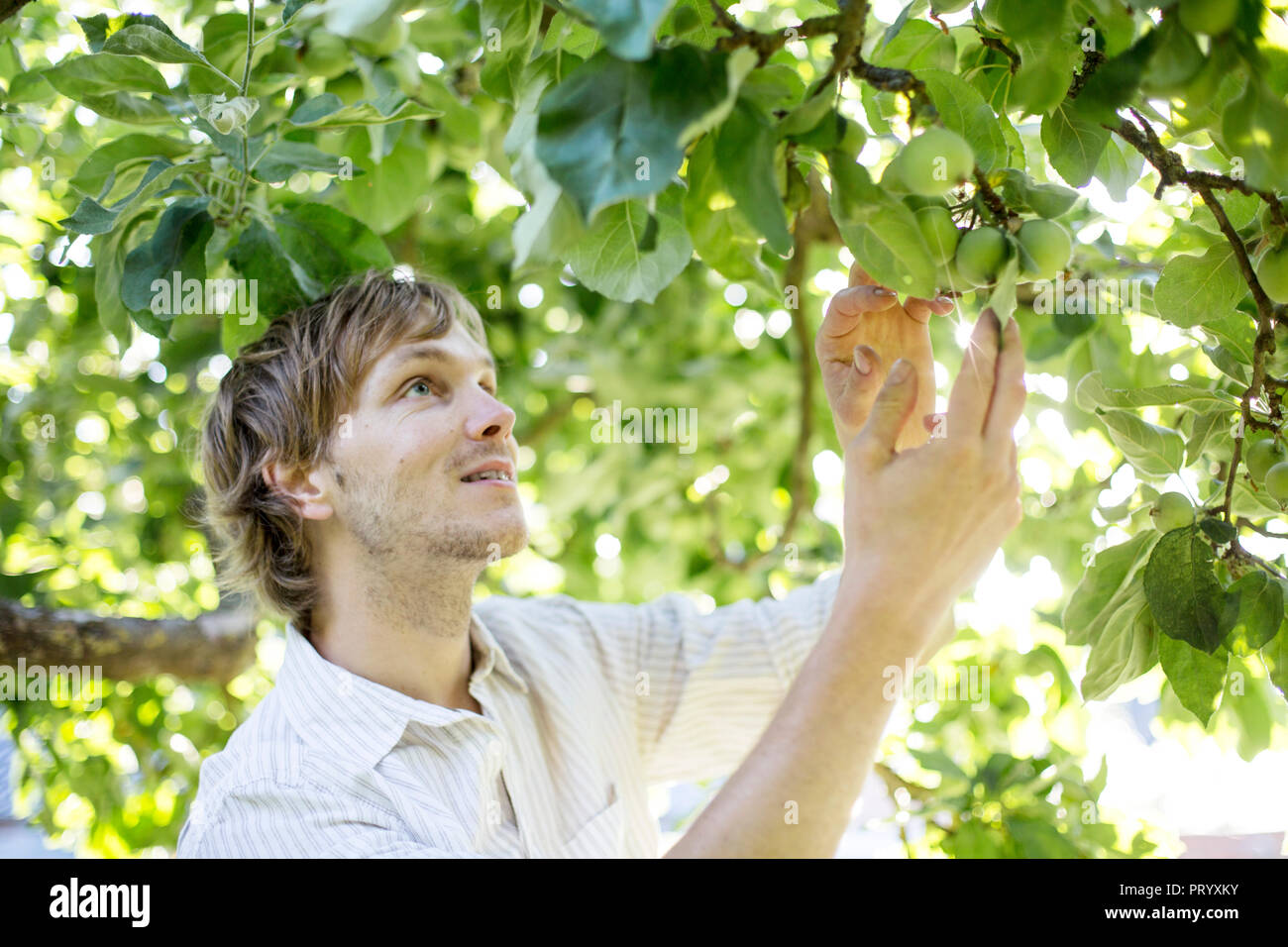 Man watching at green apple hi-res stock photography and images - Alamy