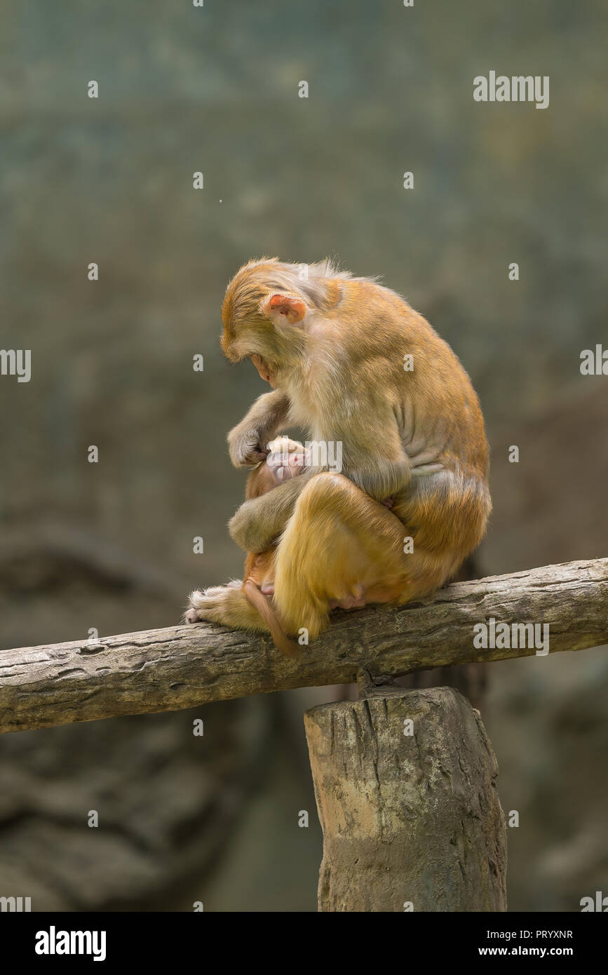 A female Rhesus macaque is picking up the lices from her baby hair ...