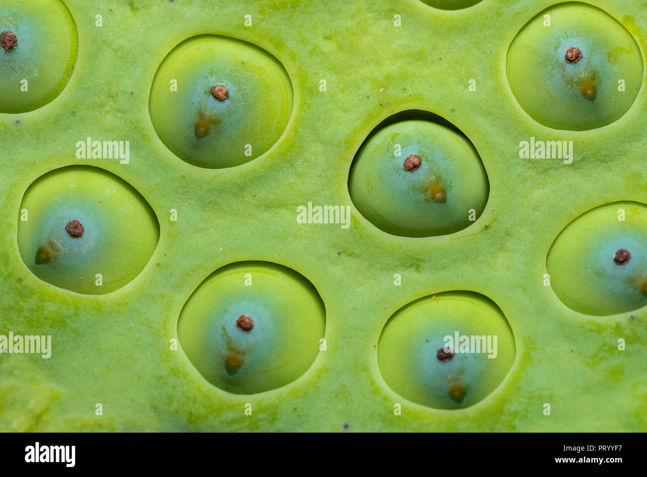 Close up photo of lotus seeds in the pod Stock Photo - Alamy