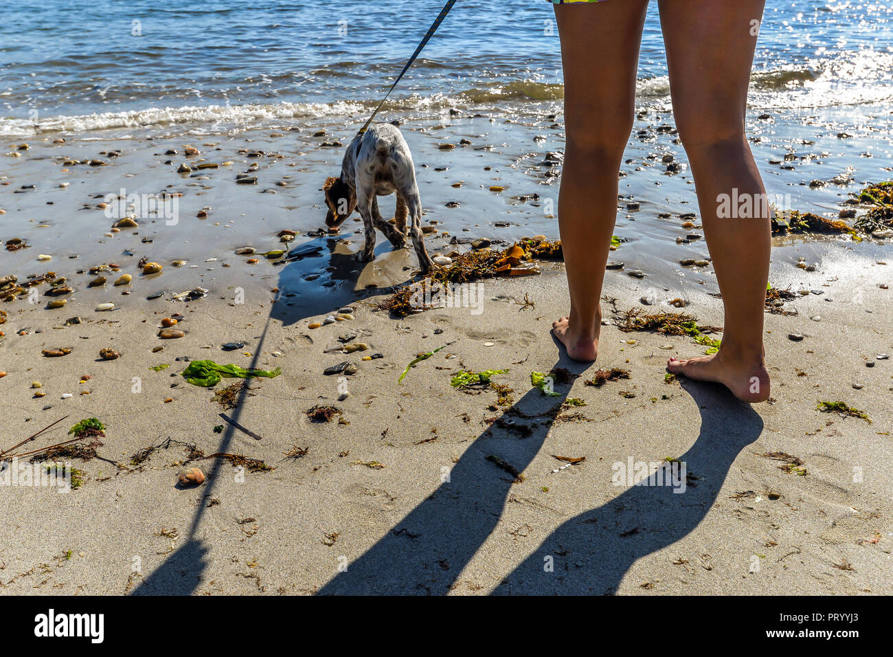 A Breton beagle on a beach in Galicia - Spain Stock Photo - Alamy