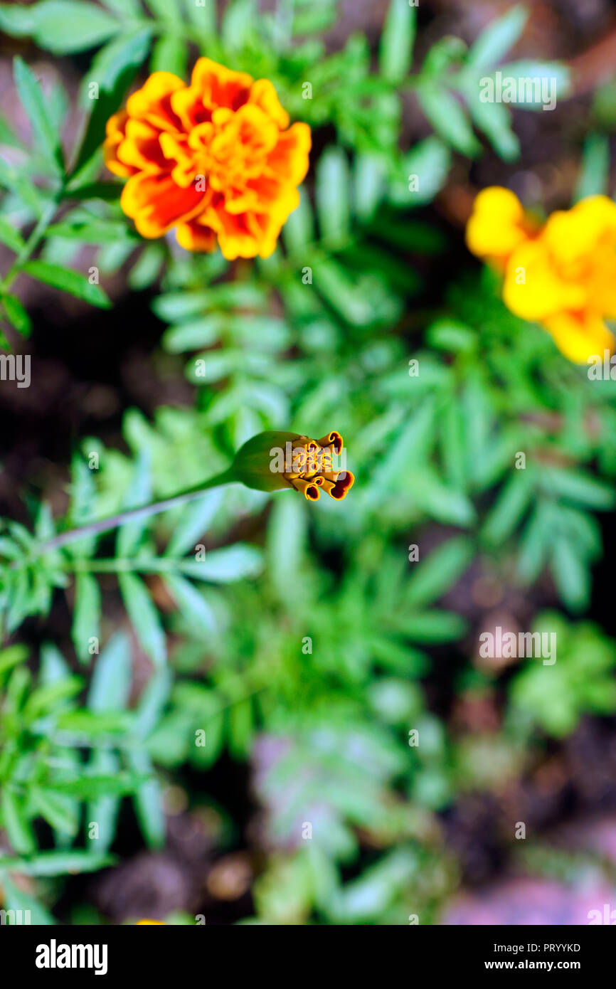 Scottish gold rush hi-res stock photography and images - Alamy