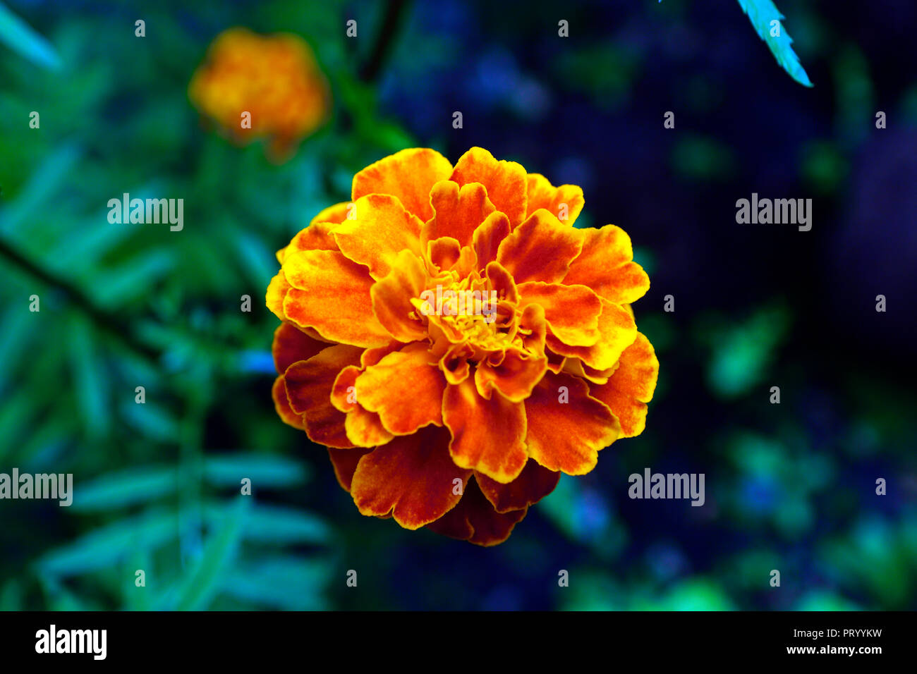 Scottish gold rush hi-res stock photography and images - Alamy