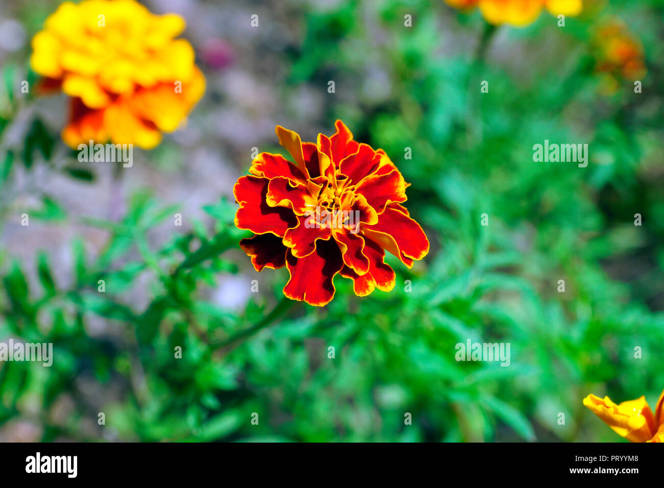 Scottish gold rush hi-res stock photography and images - Alamy