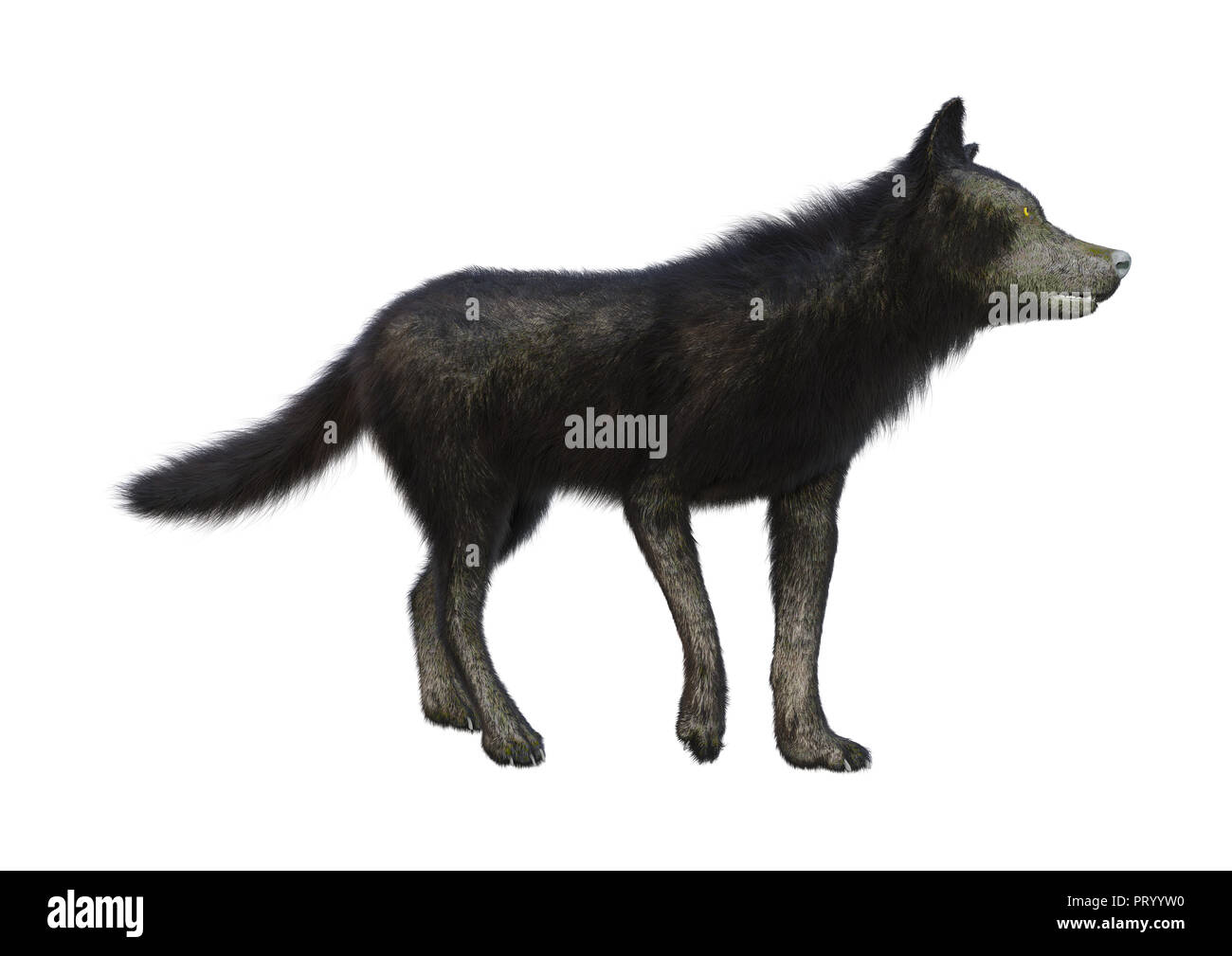 3D rendering of a black wolf isolated on white background Stock Photo ...