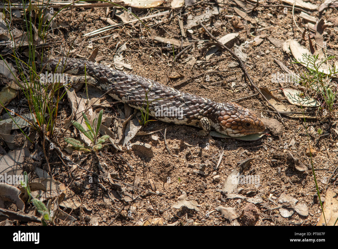 Stumpy tailed skink hi-res stock photography and images - Alamy