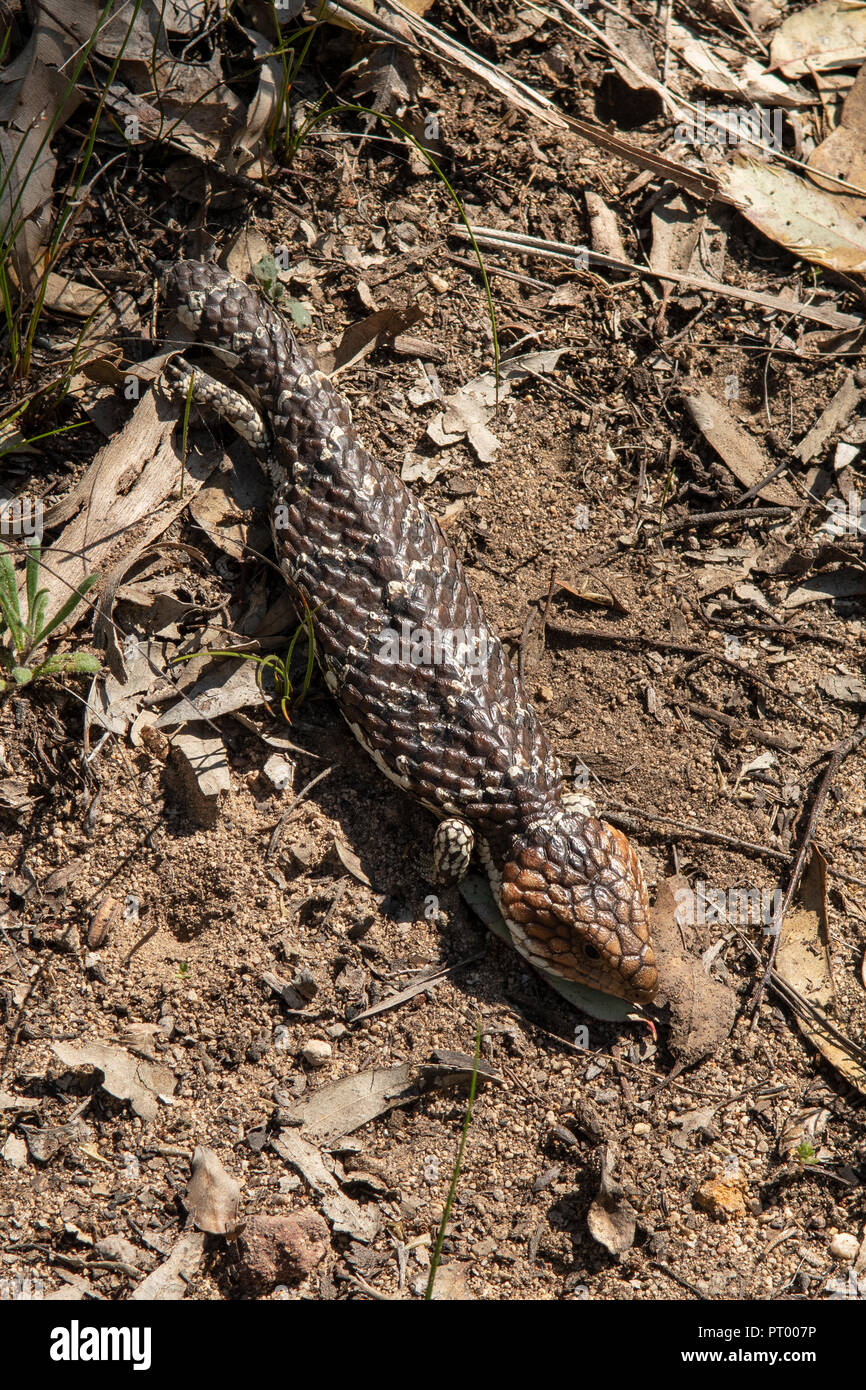 Stumpy tailed hi-res stock photography and images - Alamy