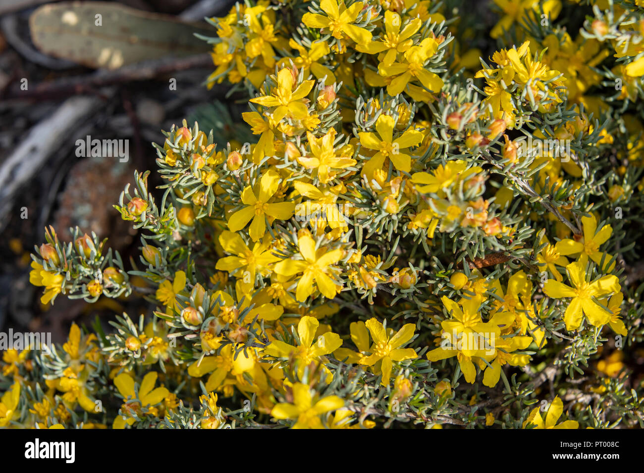 Hibbertia High Resolution Stock Photography and Images - Alamy