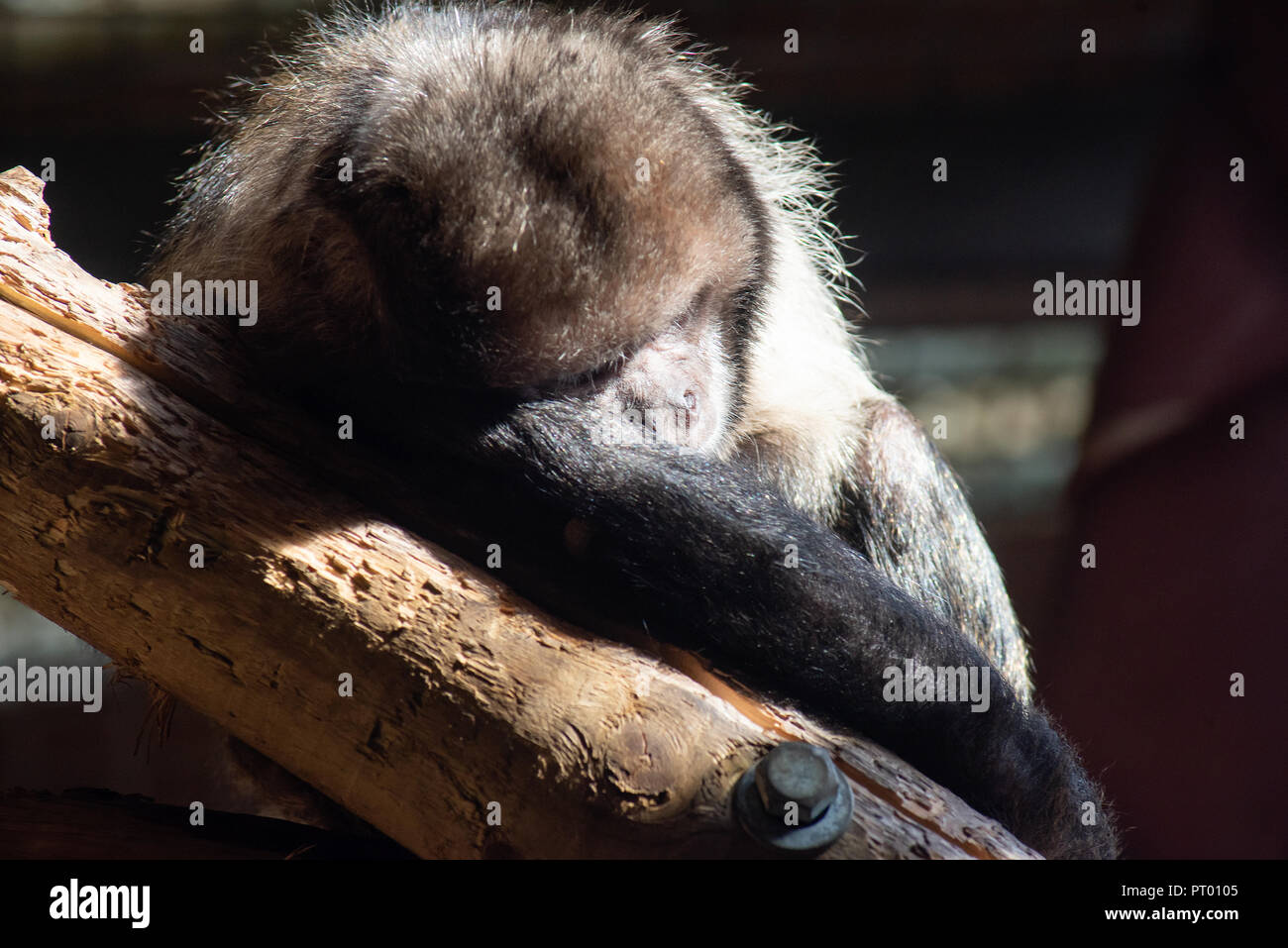 Solo monkey hi-res stock photography and images - Alamy