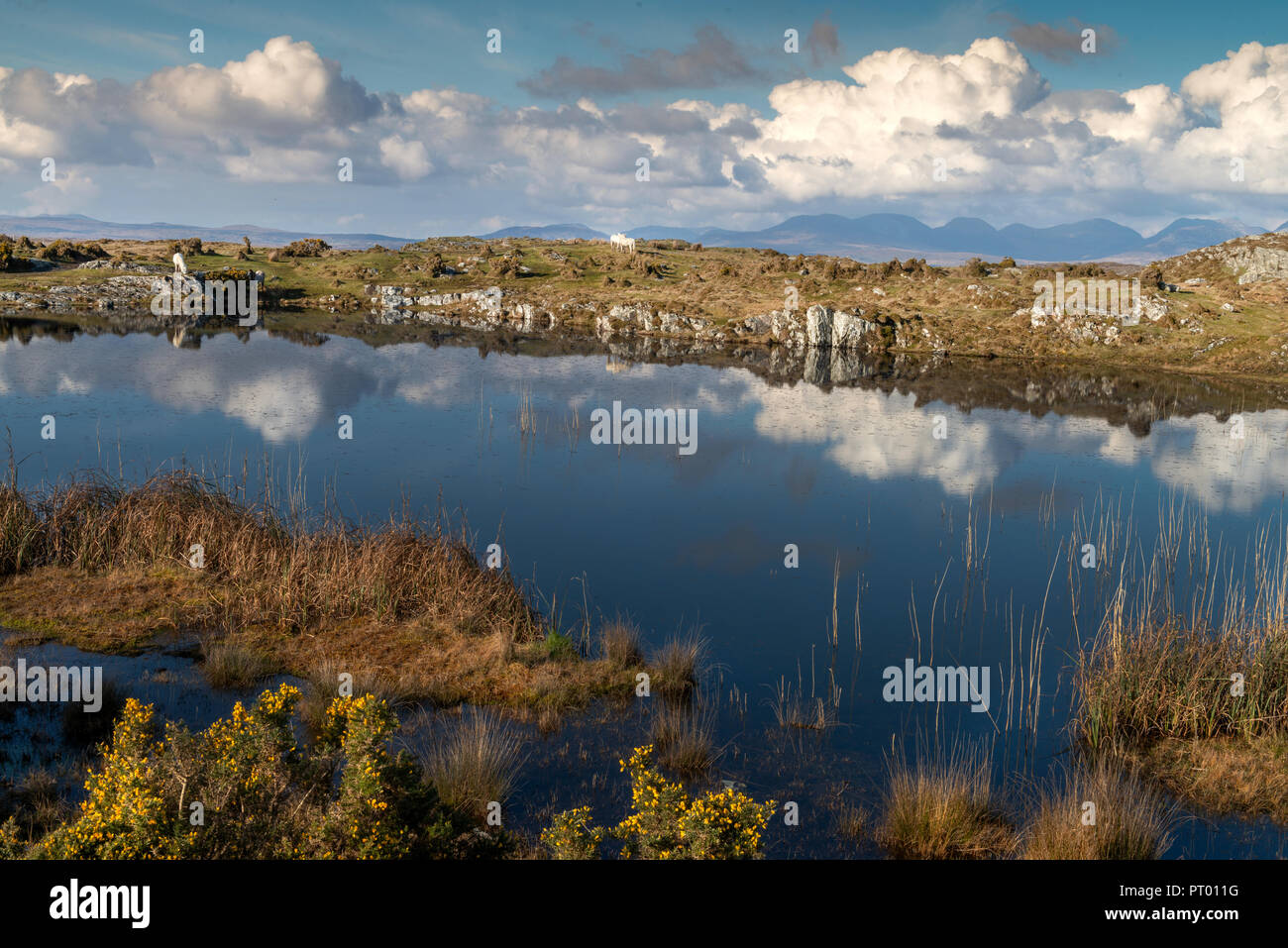 Ireland, Clifden, Walking, wild area, bogland Stock Photo - Alamy