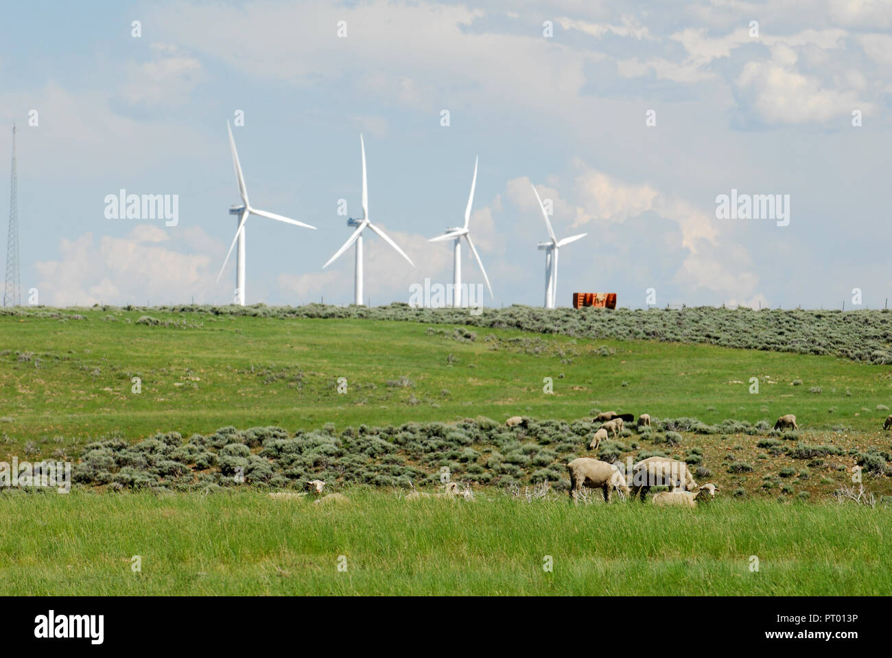 A wind farm built on a sheep ranch, showing how clean energy and nature ...