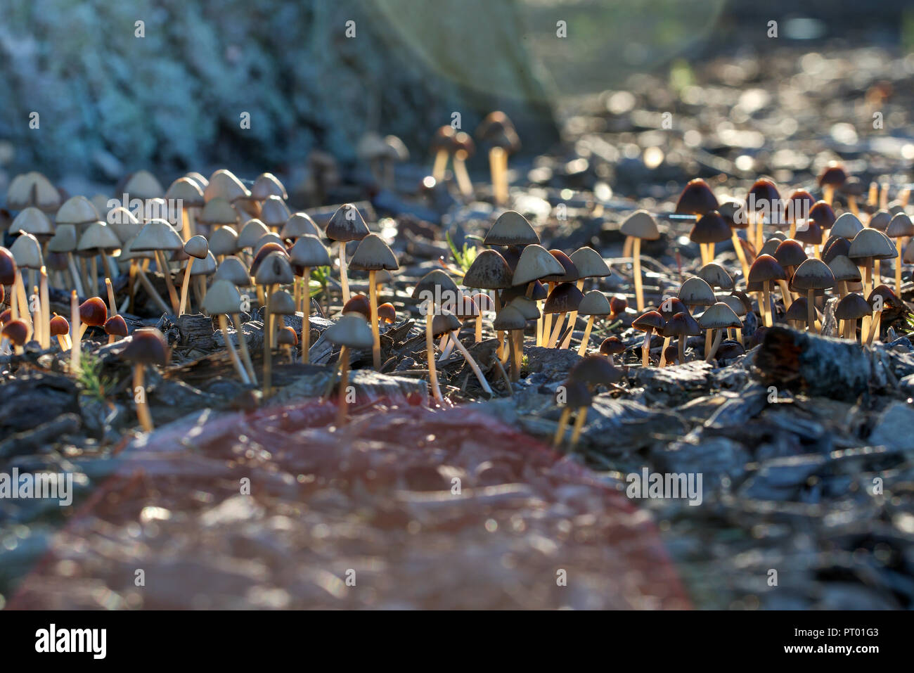 Mushrooms growing in nature. Small toadstools Stock Photo - Alamy
