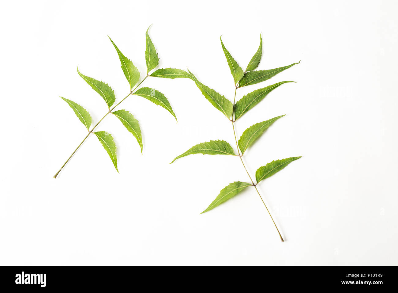 Neem Leaf High Resolution Stock Photography and Images - Alamy