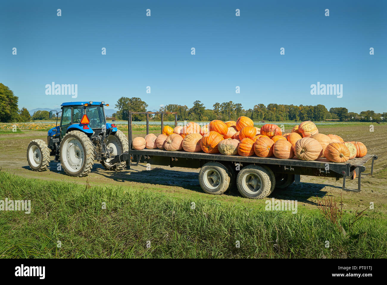 Autumn Pumpkin Harvest. Pumpkins ready for market loaded on a wagon ...