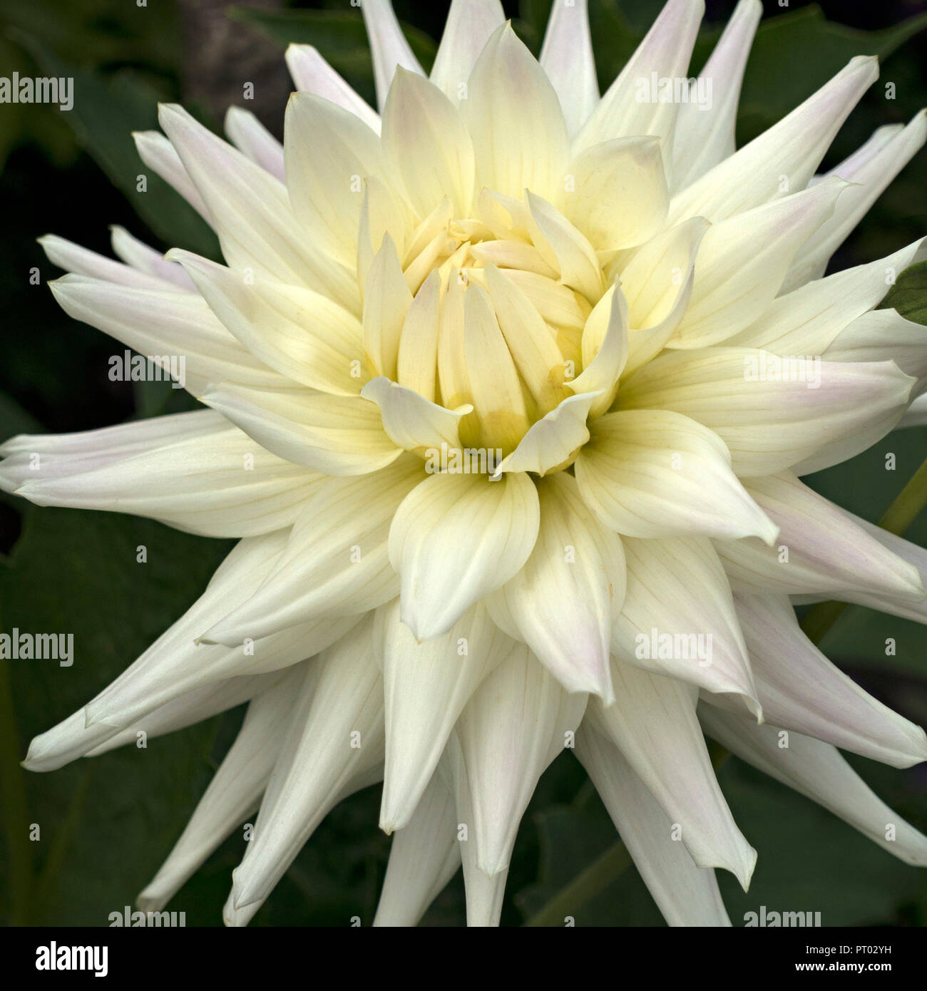 White dahlias hi-res stock photography and images - Alamy