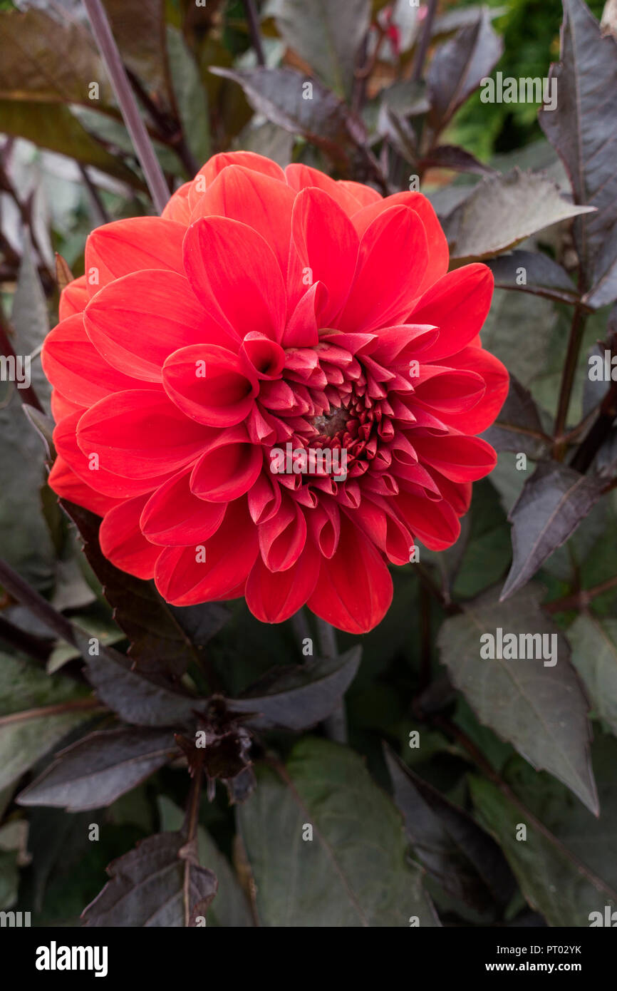 Single deep red "Fire Mountain" Dahlia flower, Derbyshire, England, UK ...