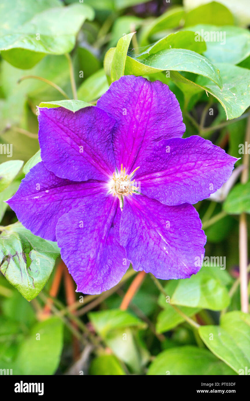 Big beautiful blue clematis flower close-up outside Stock Photo - Alamy