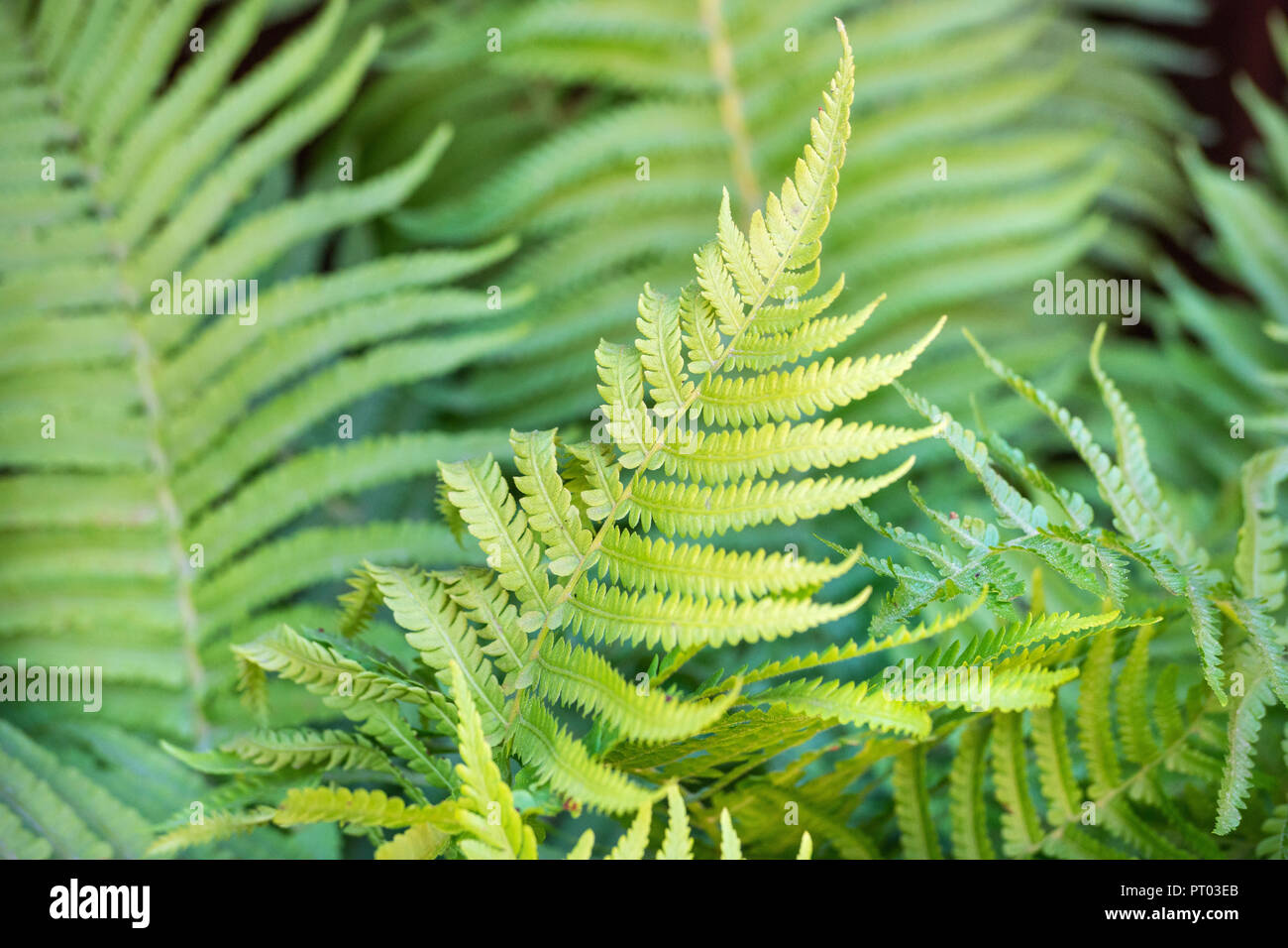 Bush wild fern closeup in the forest Stock Photo - Alamy