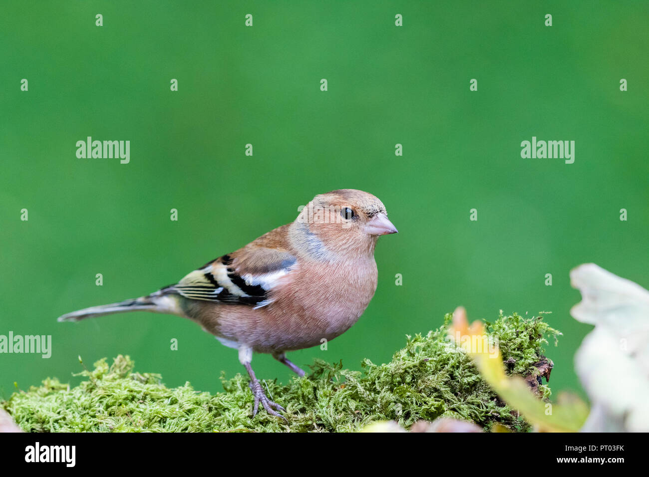 Quercus petraea in garden hi-res stock photography and images - Alamy