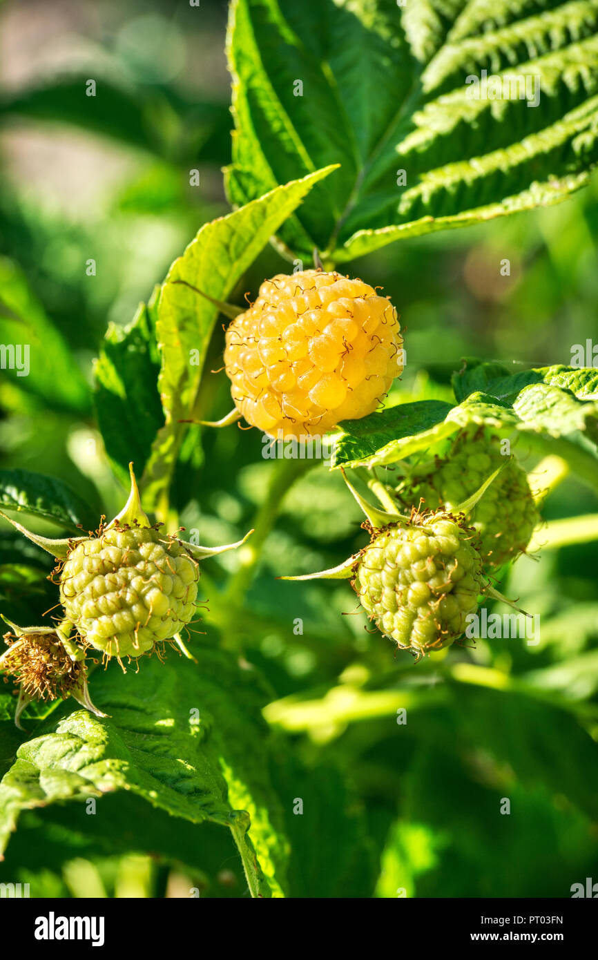 Raspberry all gold plant hi-res stock photography and images - Alamy