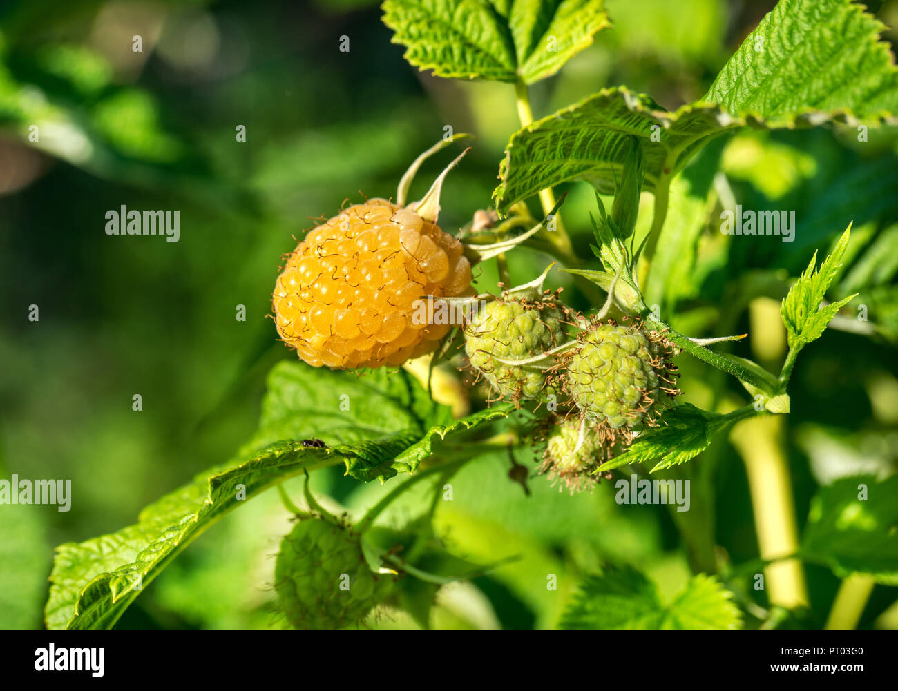 Raspberry all gold plant hi-res stock photography and images - Alamy