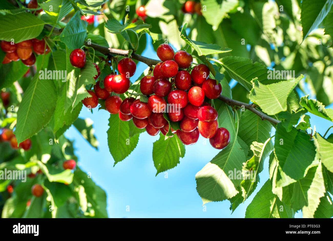 Branch of beautiful red cherries on a tree in the garden Stock Photo ...