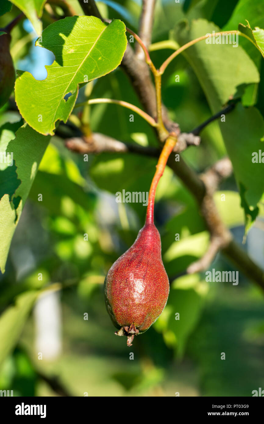 Red pears on tree in orchard hi-res stock photography and images - Alamy