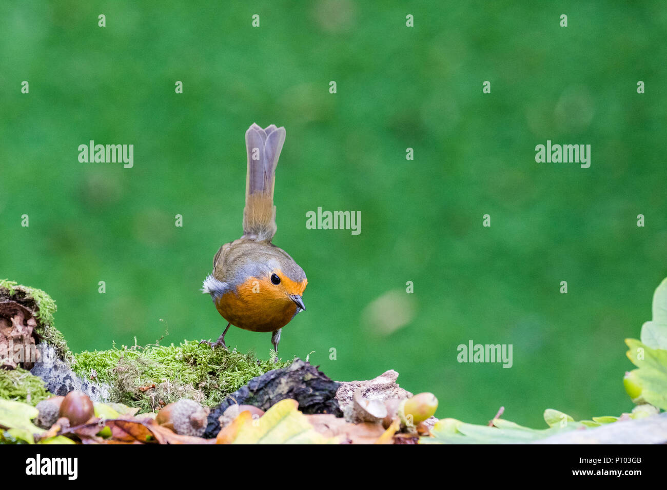 Quercus petraea garden hi-res stock photography and images - Alamy