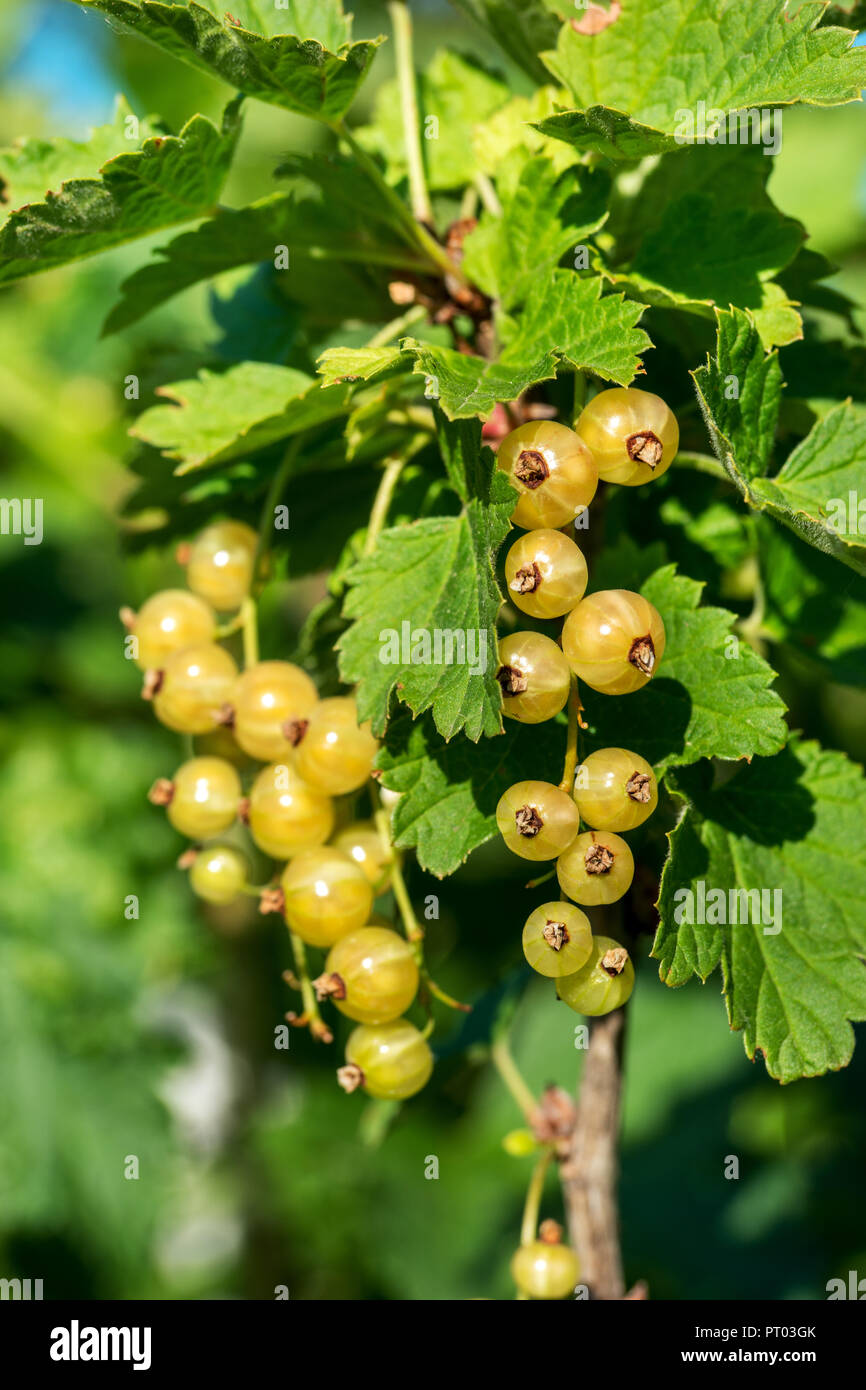 Currant on the bush hi-res stock photography and images - Alamy