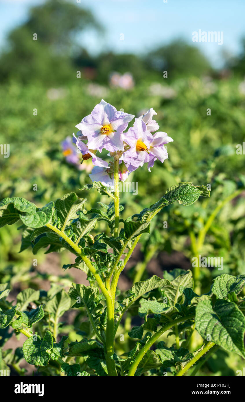 White flowering potato bush on the field Stock Photo - Alamy