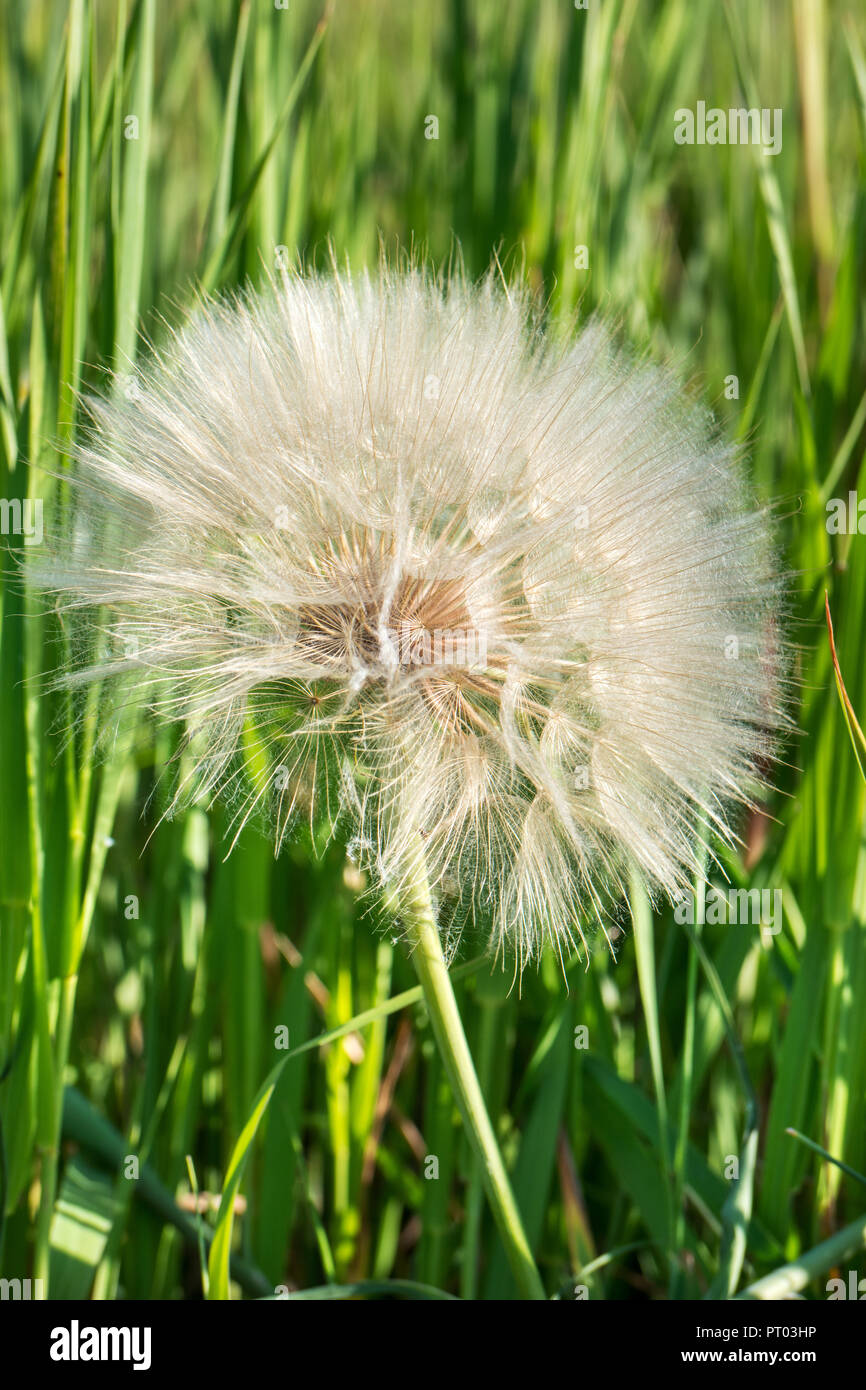 Beautiful big dandelion on green grass background Stock Photo - Alamy