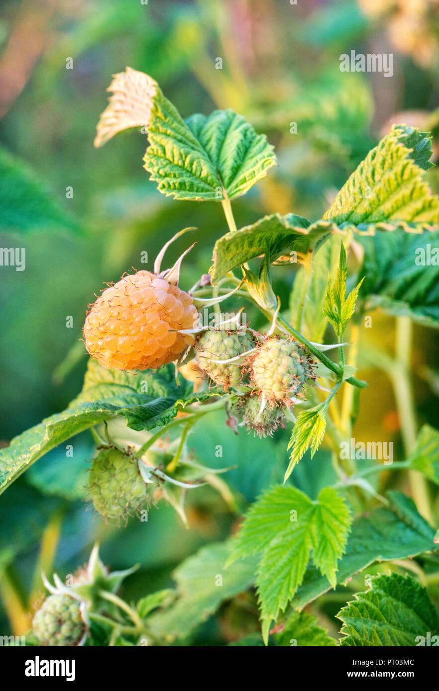 Raspberry all gold plant hi-res stock photography and images - Alamy