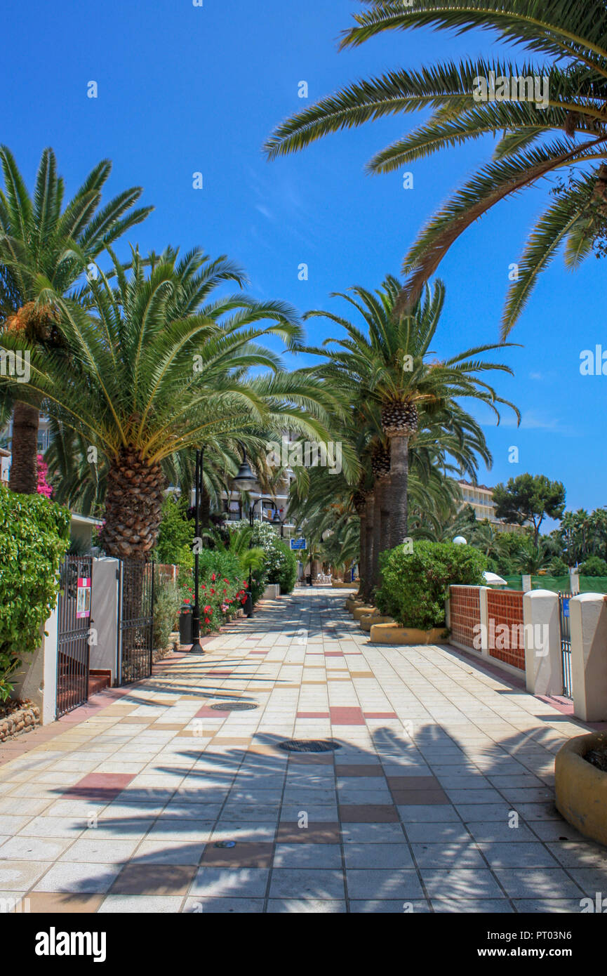 Walking promenade with palm trees Stock Photo - Alamy