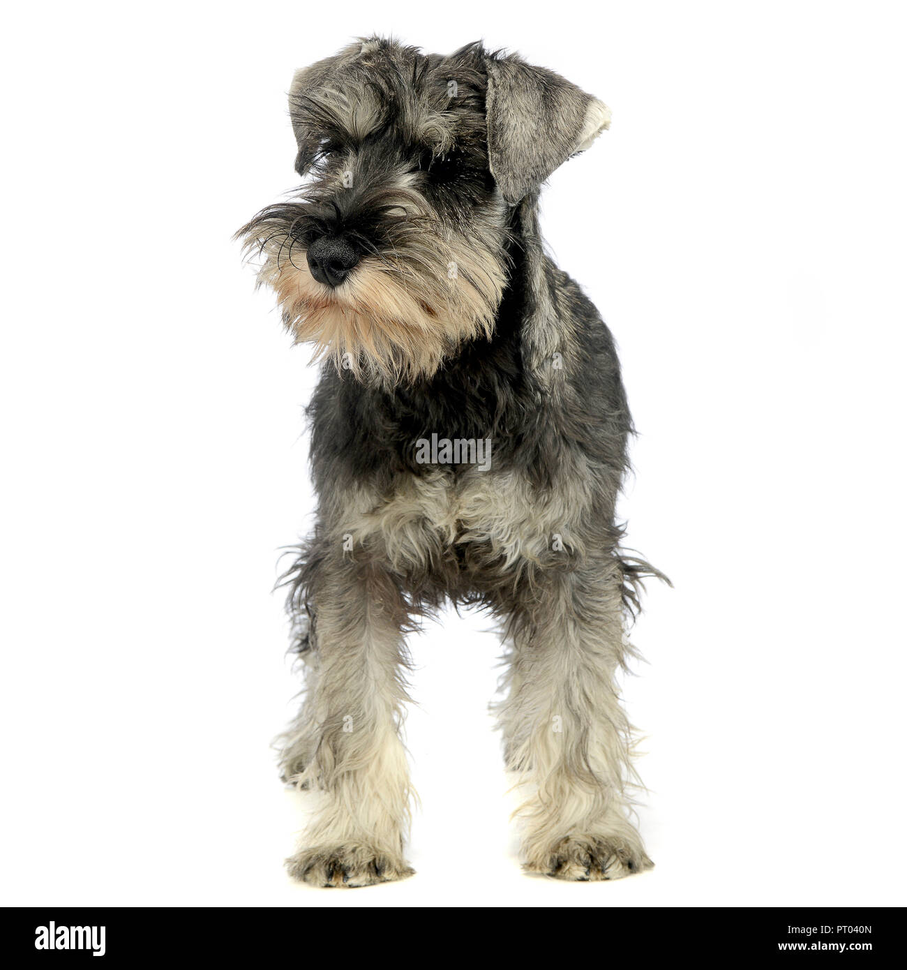 puppy schnauzer standing in white studio Stock Photo - Alamy