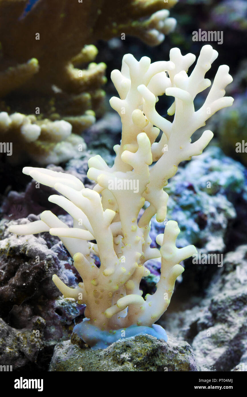 White color of hard corals is coral bleaching. The main cause of coral ...