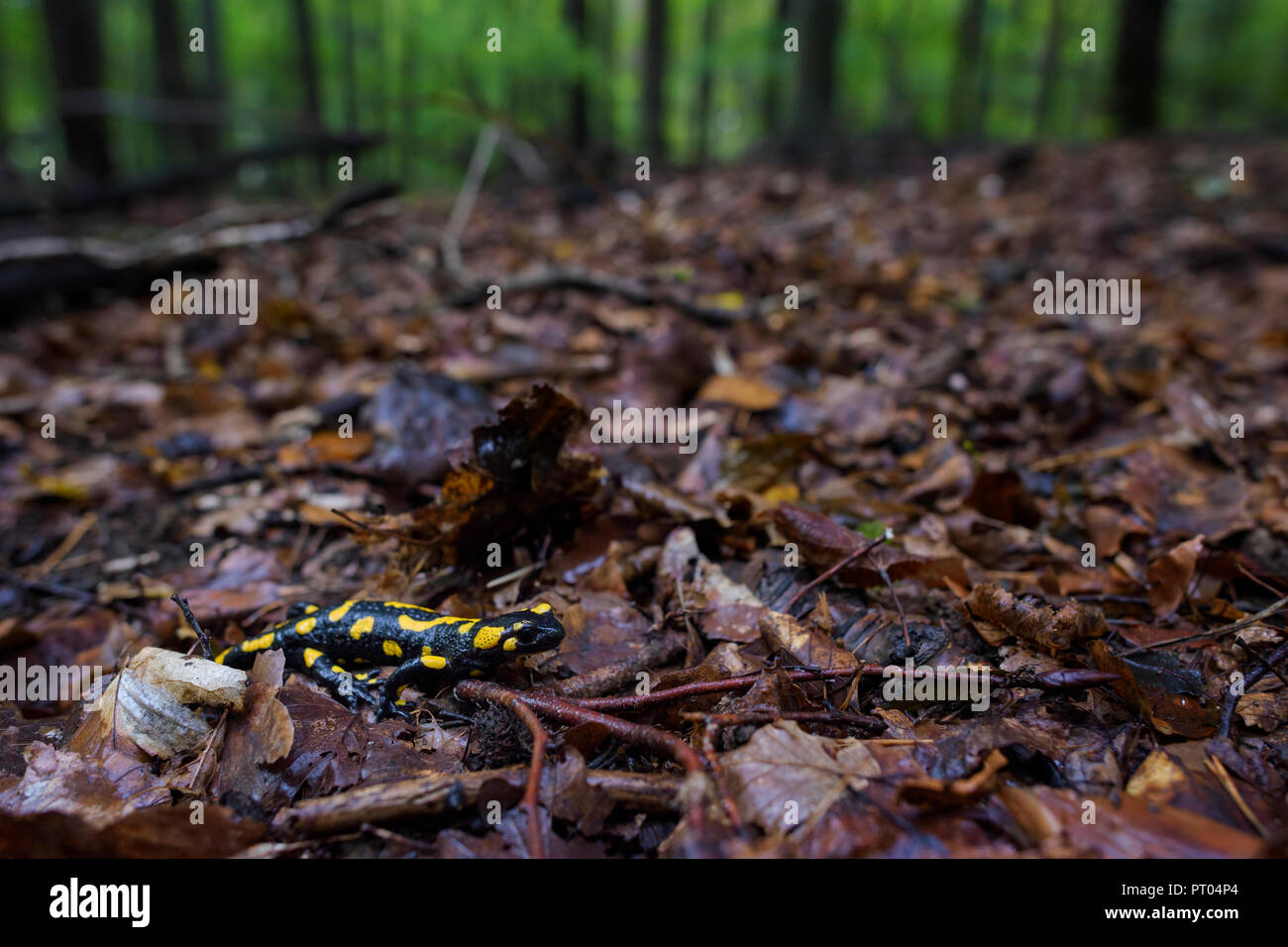 Fire Salamander - Salamandra salamandra, beautiful black and yellow ...