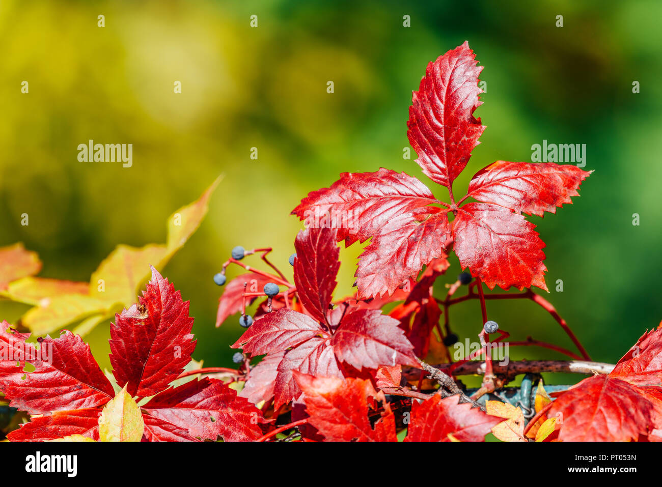 Red Autumn Tree Leaves In Fall Season Stock Photo - Alamy